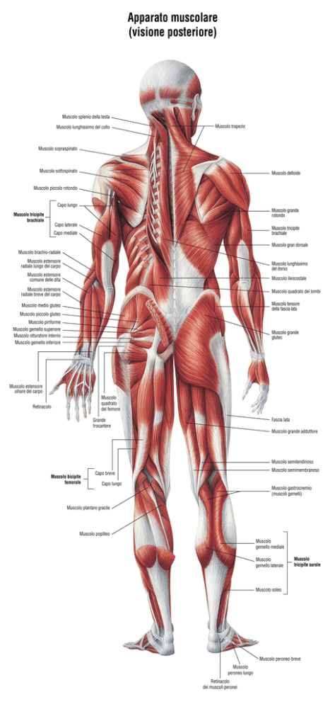 Apparato muscolare (visione posteriore)